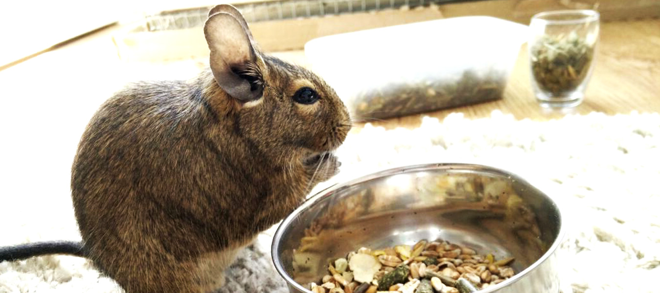 Degu care in Cheltenham – Social Paws