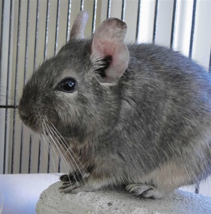 Cheltenham degu care