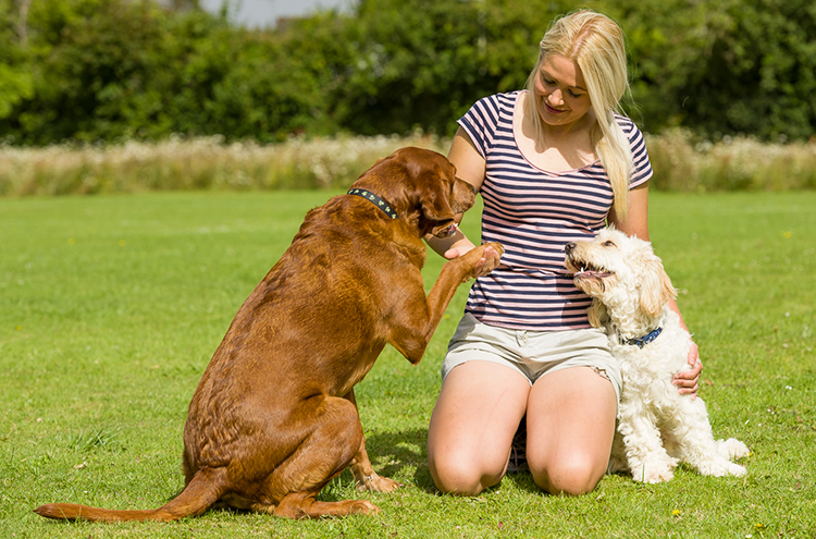 How to socialize your dog with other dogs – Social Paws